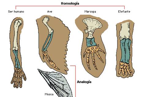 Anatomía Comparada Naturaleza Asombrosa Maravillas Naturales