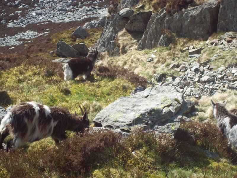 Walk Report - Tryfan - early morning • Walkhighlands