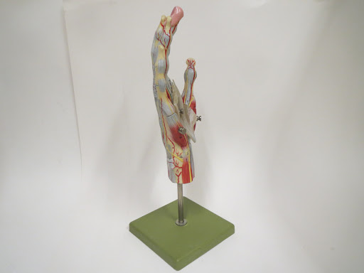 Somso Muscles of the Hand Model