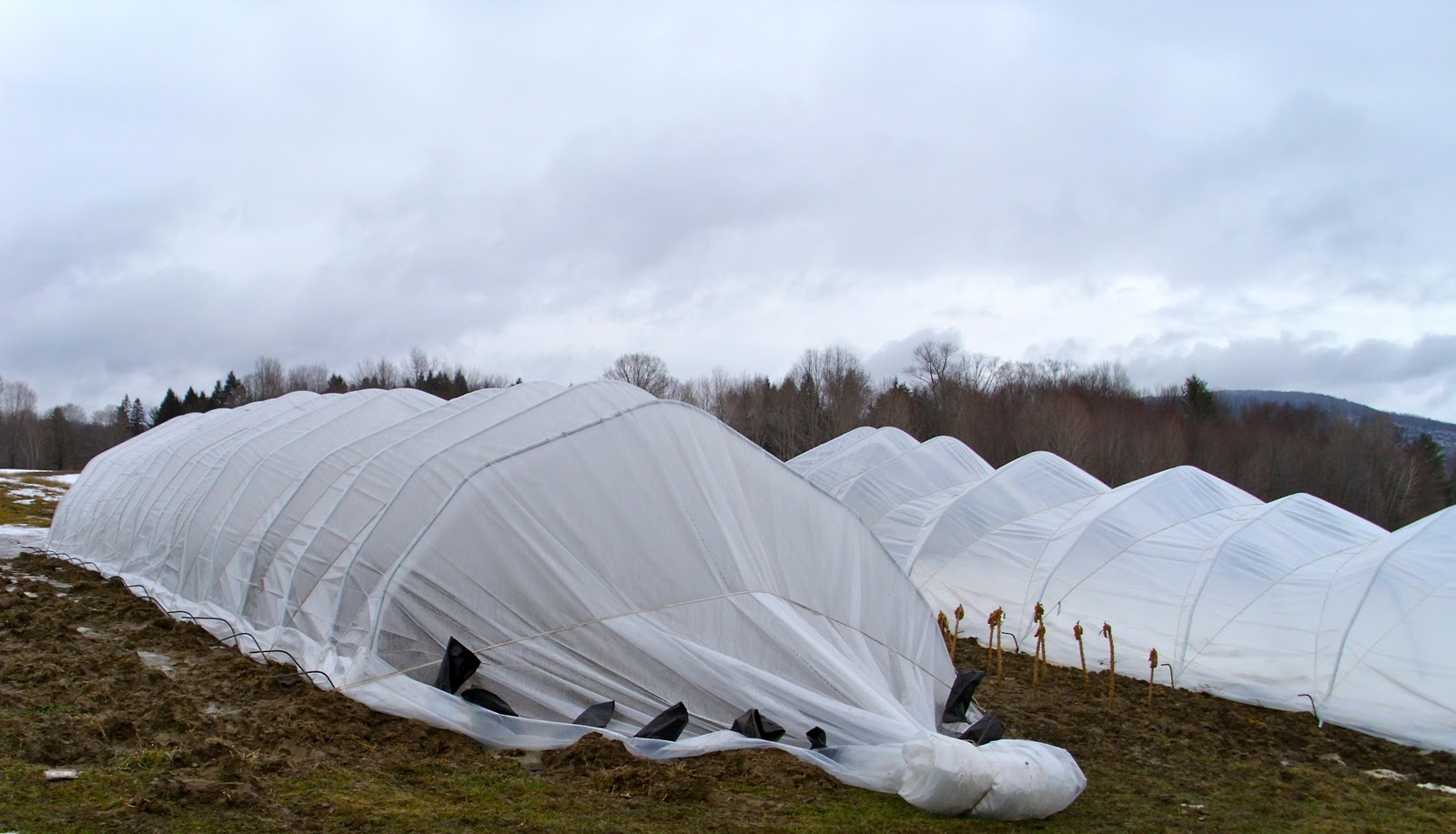Groundworks Farm | Hoop Houses Complete