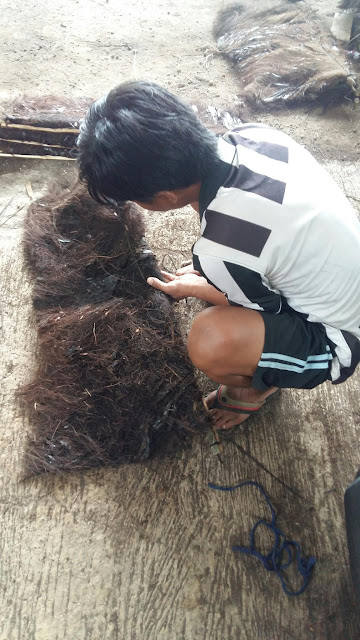 TENTANG IJUK: Cara Membuat Atap Ijuk