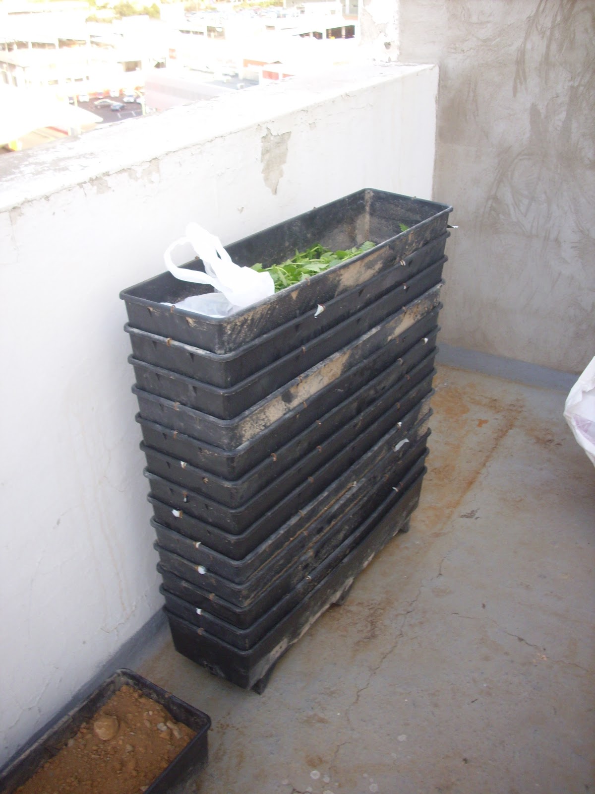 Mi huerto urbano macetero biologico ~ Mi azotea verde