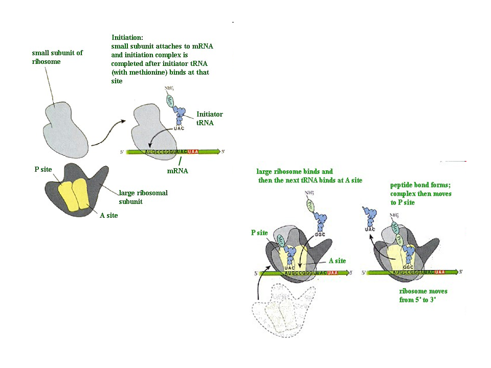 Modifikasi Genetik | Rochem WordPress