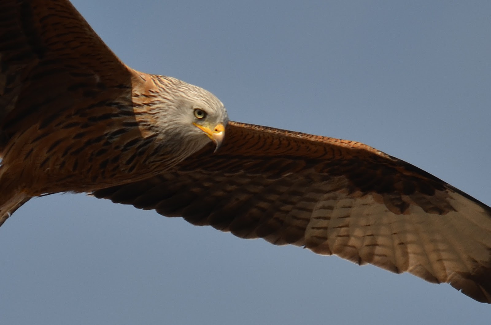 Au plus proche de la nature: Portrait d'un Milan Royal