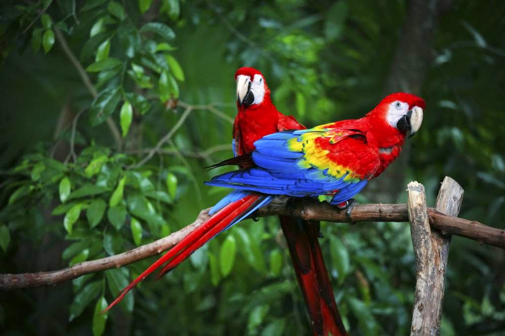 Cipactli Organización Ecológica Y Sustentable Reintroducción De La