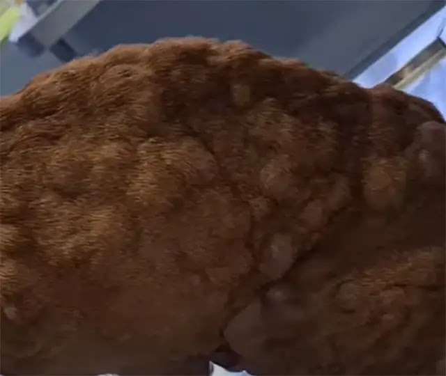 Poor Dog Can’t Walk Because of the Massive Tumor & He Only Wants One Thing Poor Dog Can’t Walk Because of the Massive Tumor & He Only Wants One Thing