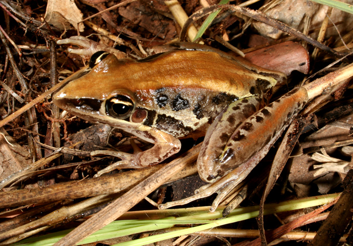 Striped Rocket Frog