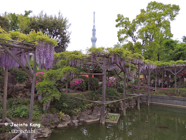 Fuji Matsuri (Wisteria Festival) at Kameido Tenjin Shrine 「亀戸天神社 ...