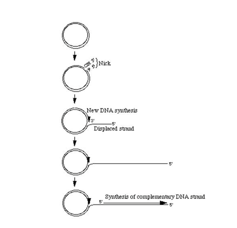 Glossomics Rolling Circle Replication