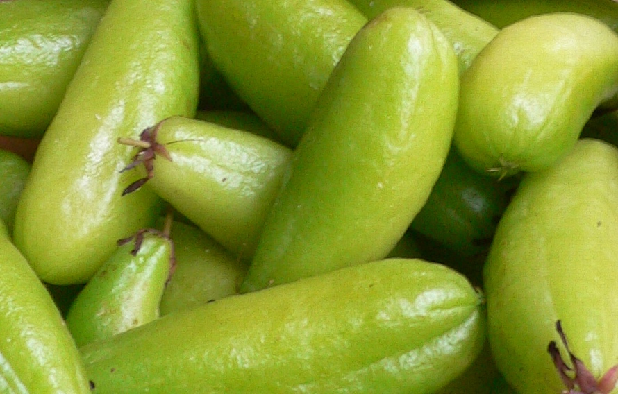 Laguna Ginger Lily: Kamias is Ginger Lily