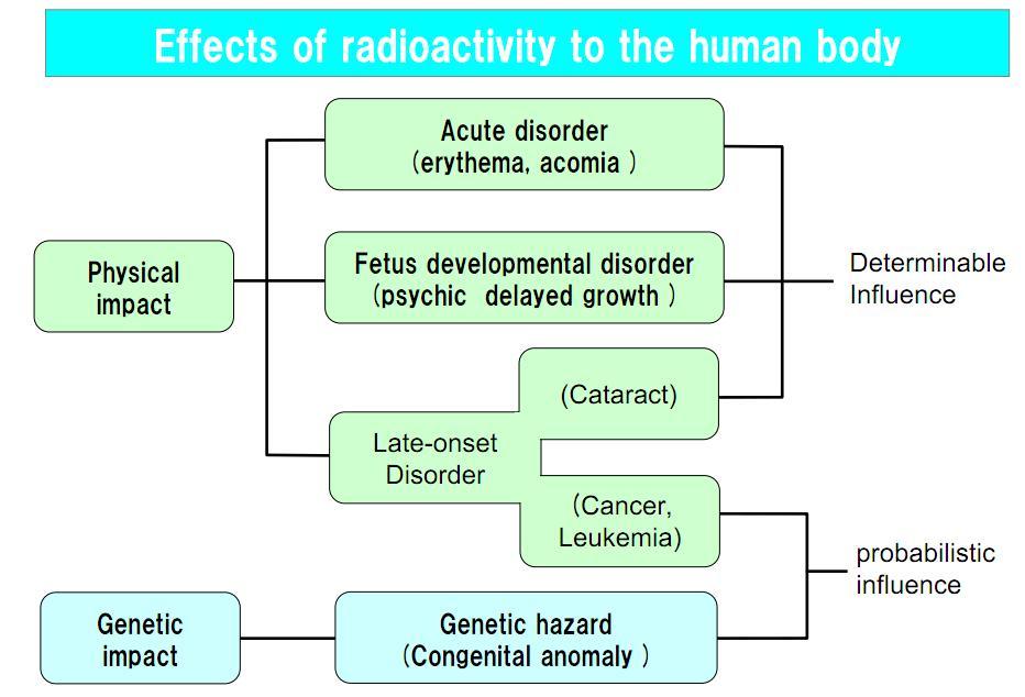 Nuclear Exposure Effects