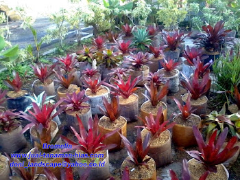 Jual Bromelia Merah | Bromelia Giant |Bromelia varigatha - TUKANG TAMAN