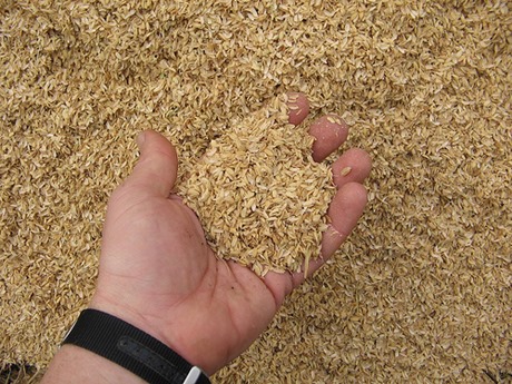 boggy thicket: Rice Hulls