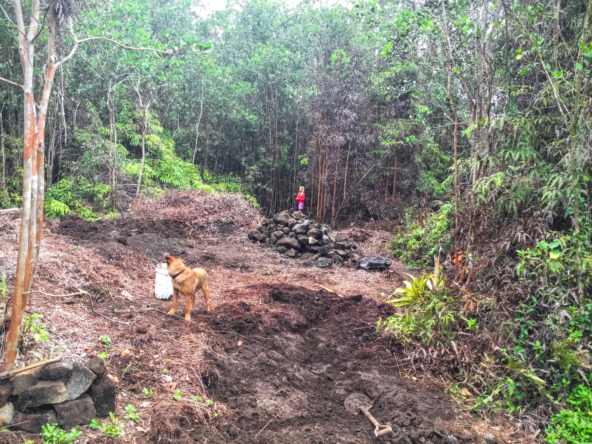 My peculiar nature: 2015