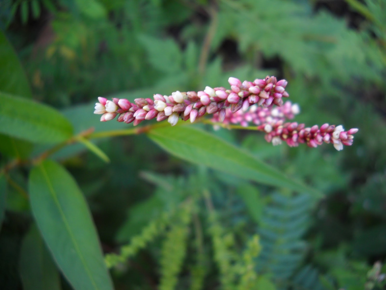 A Wild Garden: September 6th: