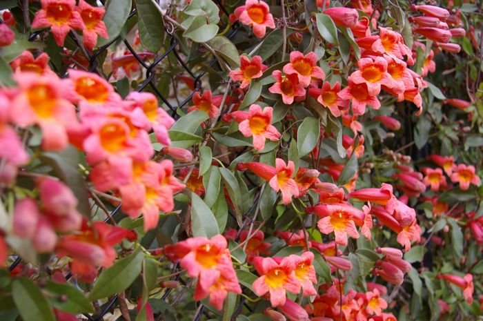 The Grackle: Crossvine!