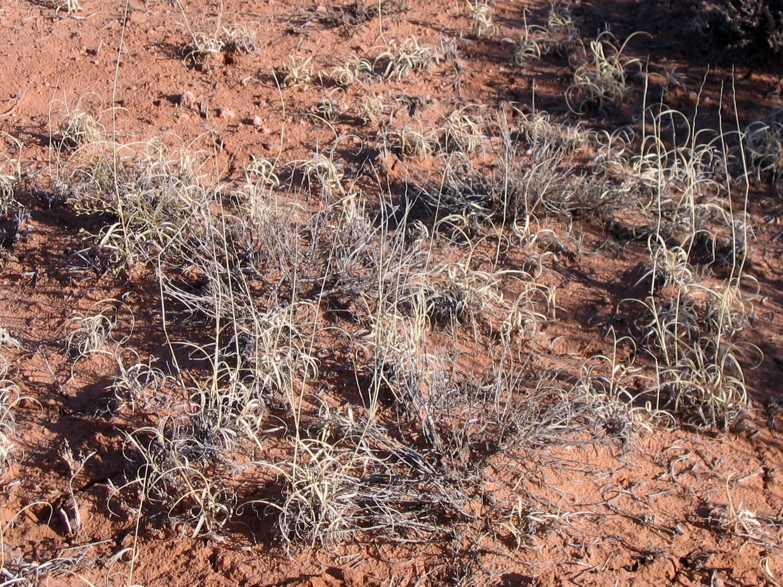 Janie and Steve, Utah Trails: Flora of the Spur