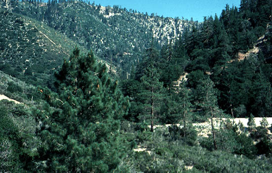 maccused: All about Chaparral Biome