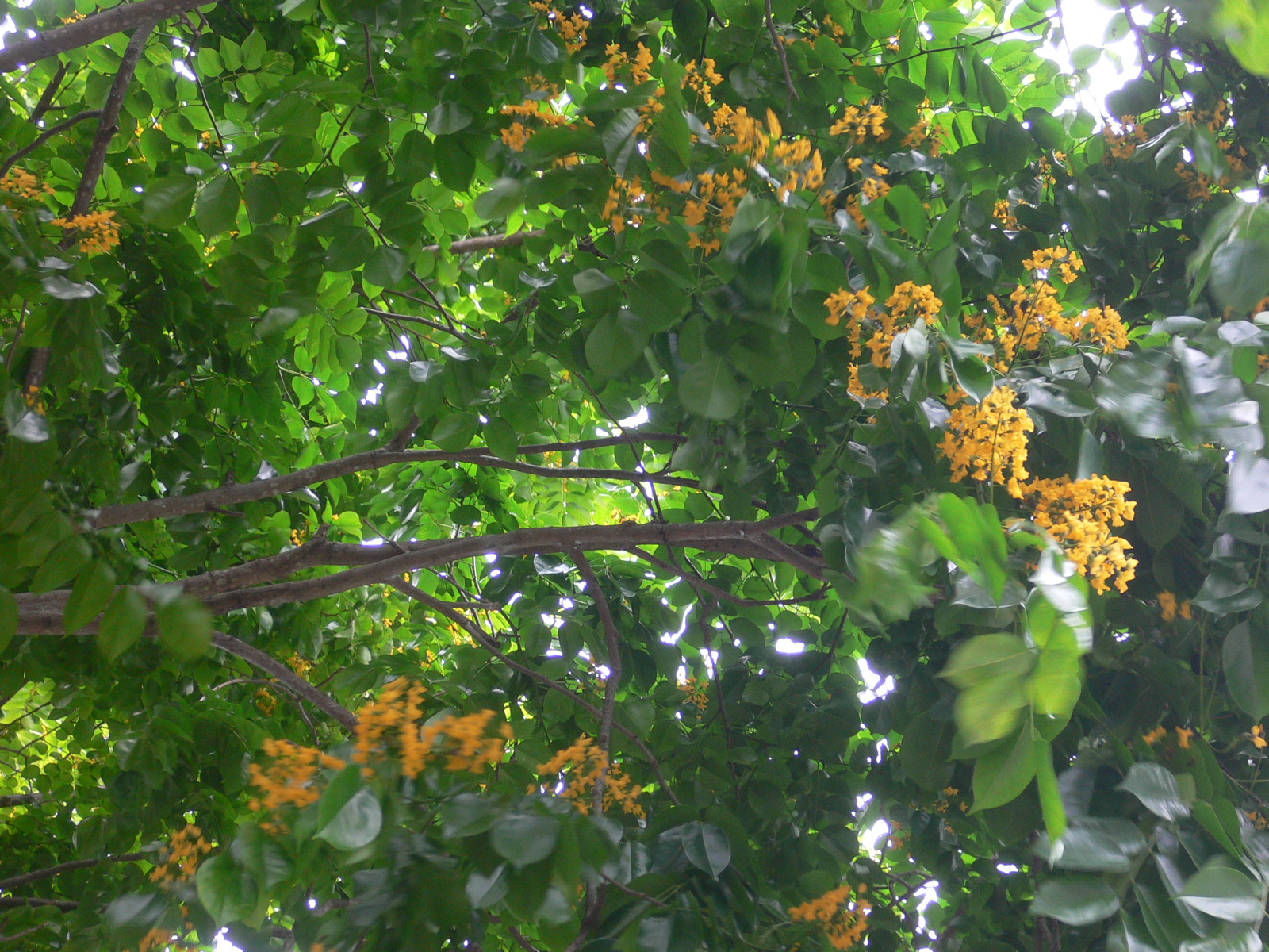 Philippine National Tree Narra