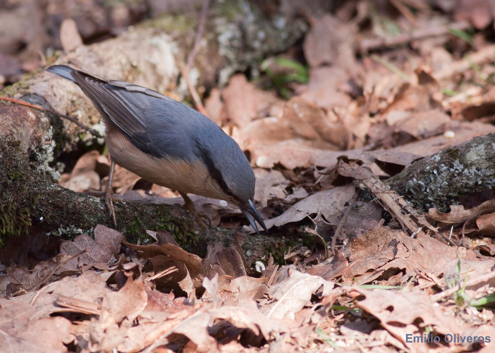 HEGAZTIKLIK: TREPADOR AZUL (Sitta europaea)