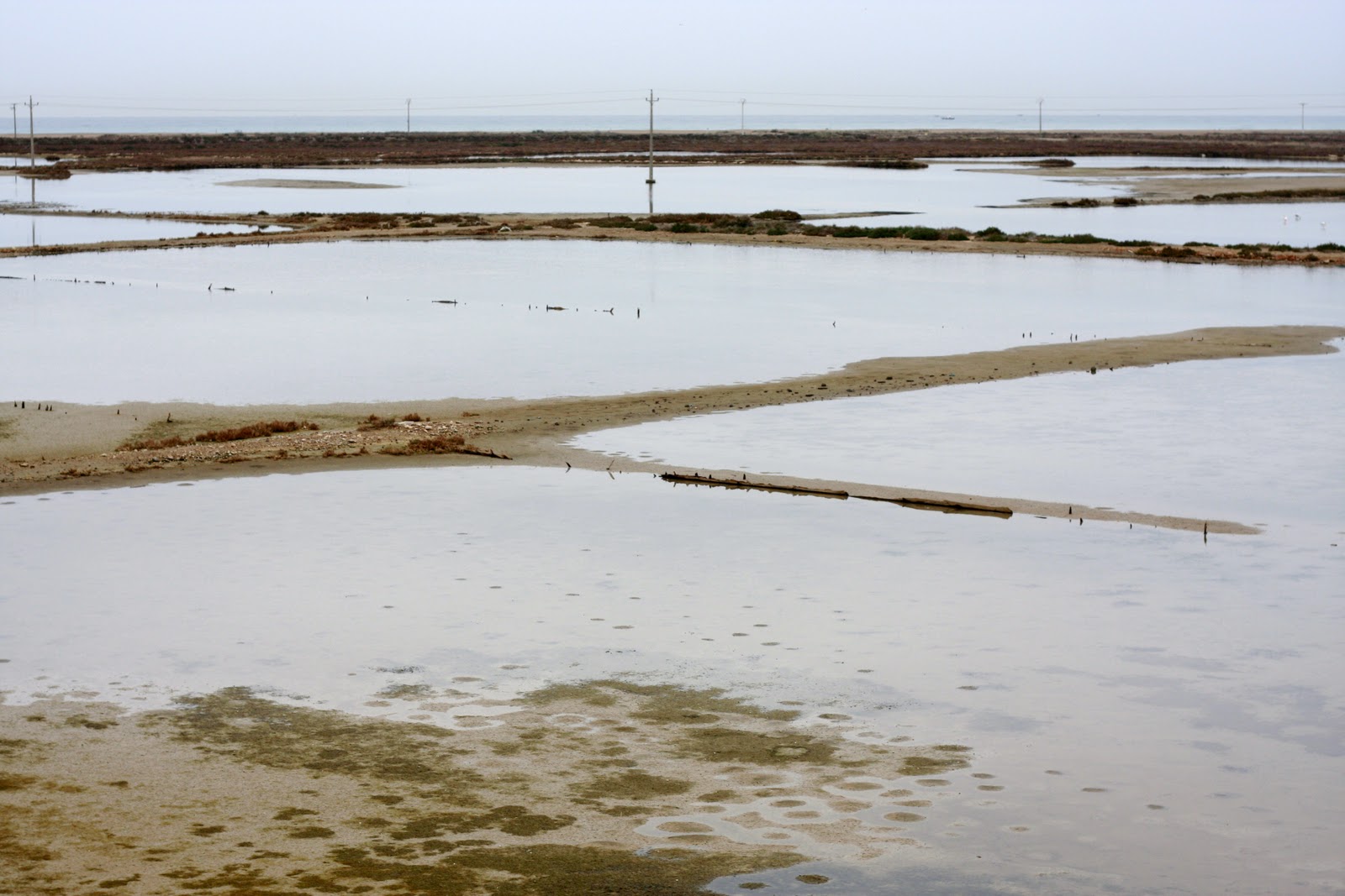 Noroeste Ibérico: El Delta del Ebro y sus salinas