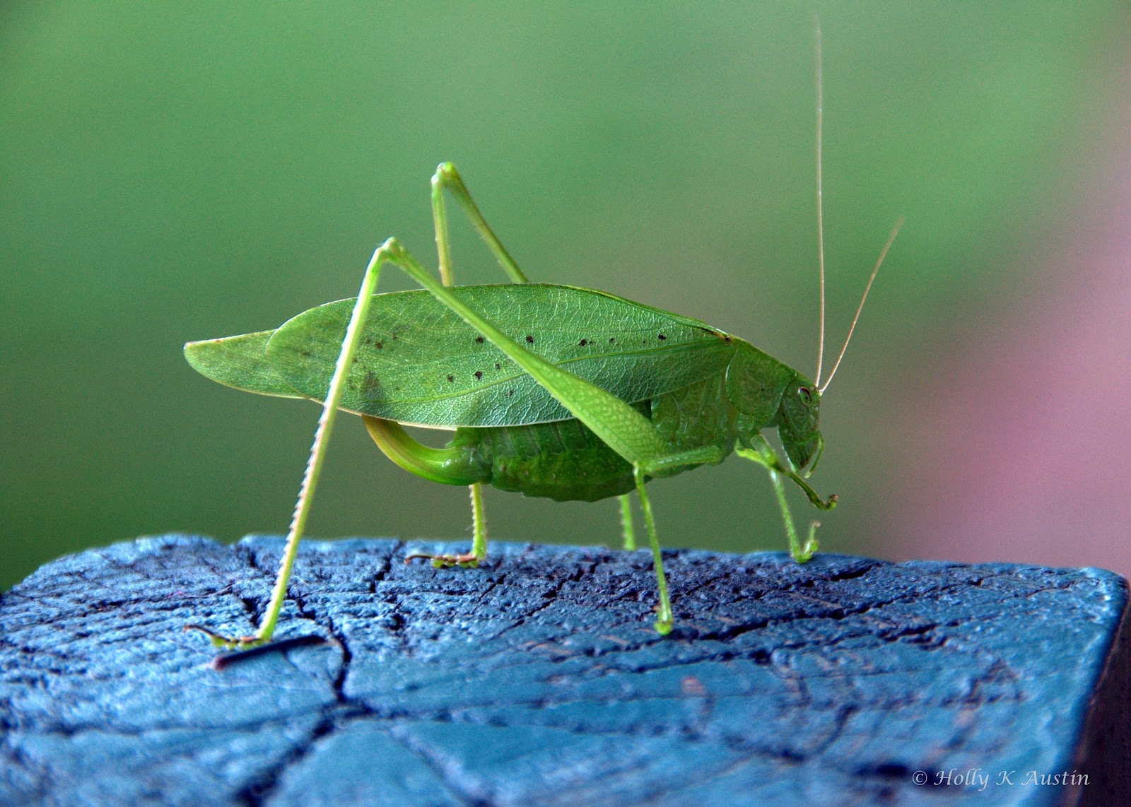 Katydid Insect