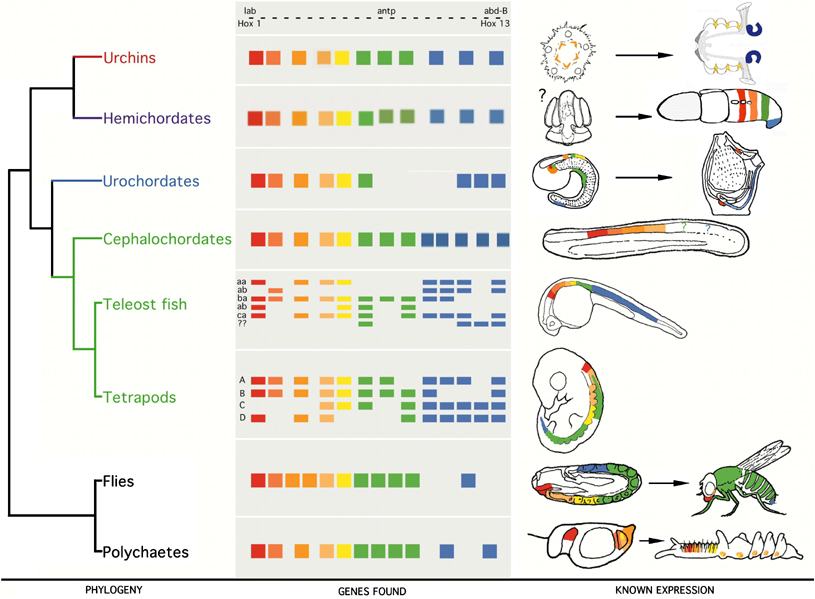 El Reino Metazoos = Animalia