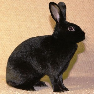 Diary of a Mad Pet Enthusiast: Breed of the Day: Alaskan Rabbit