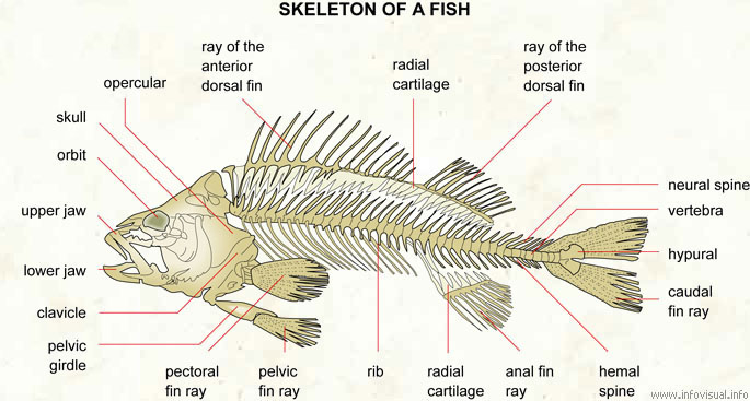 Nicholas Baker S Creative Studio For Cgaa Research On The Fish Anatomy