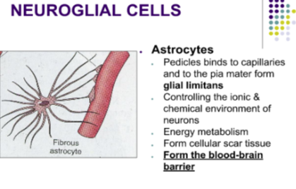 CoCoLan : Histologi sistem Saraf