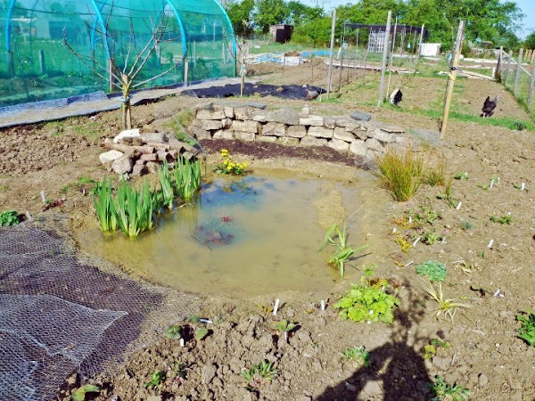 Allotment Heaven: Making a clay lined pond