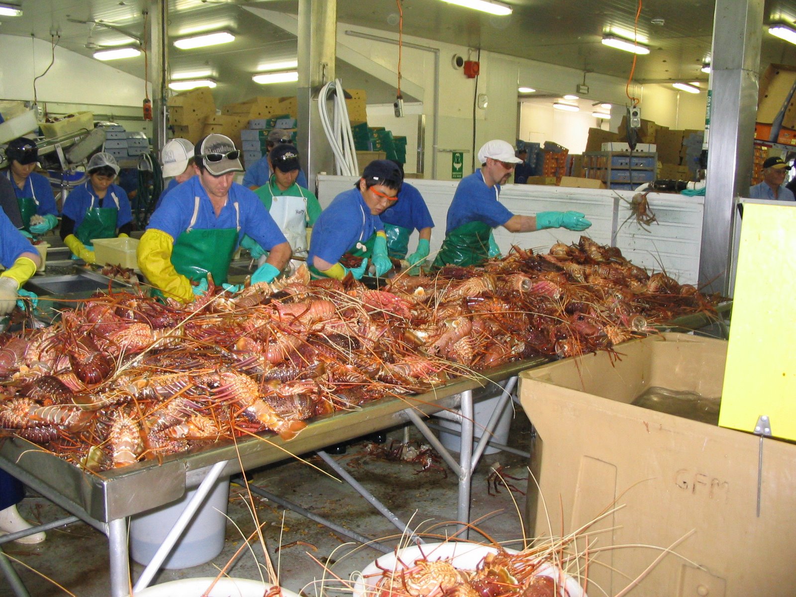 Fishing industries: Lobster Processing License