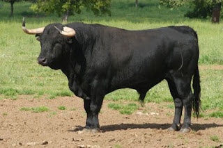 Franky Home: 2011