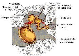 LICENCIATURA EN ENFERMERIA Y OBSTETRICIA: OÍDO