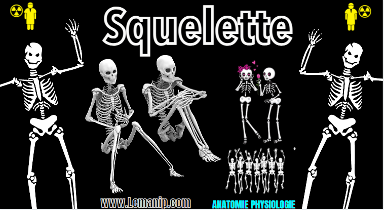 Squelette Anatomie Et Physiologie
