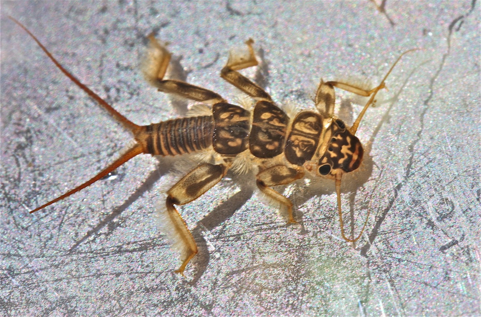 Aquatic Insects of Central Virginia: The Rapidan River: Insects that ...