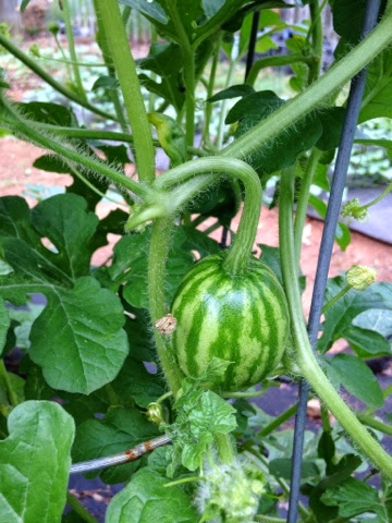 Gardening...with the Giants: Growing Watermelons on Tomato Cages
