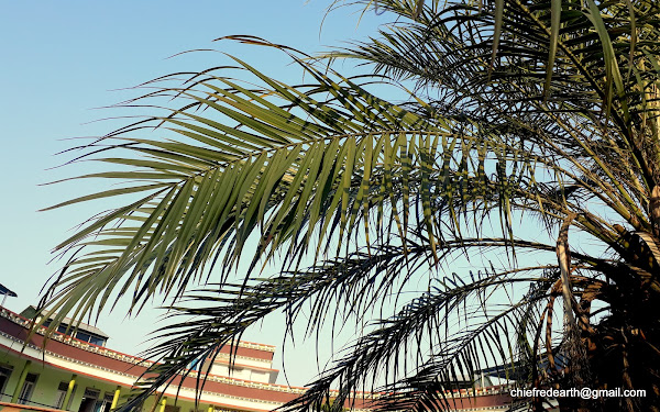 Palm tree | Project Noah