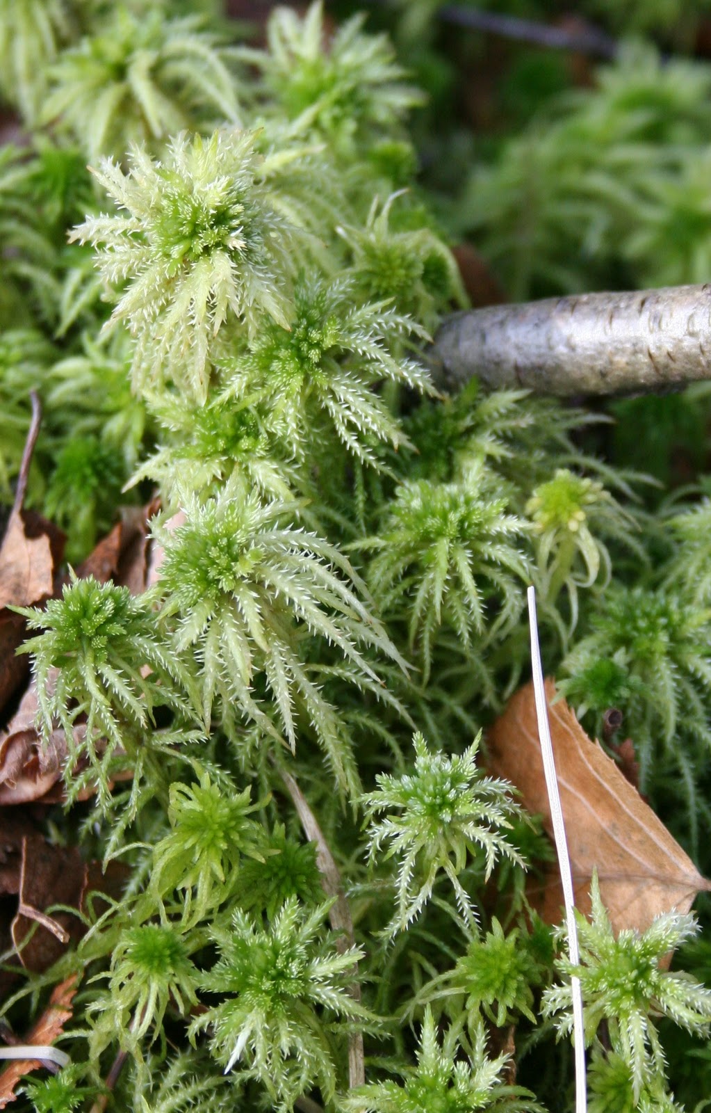 Valley Naturalist: British mosses