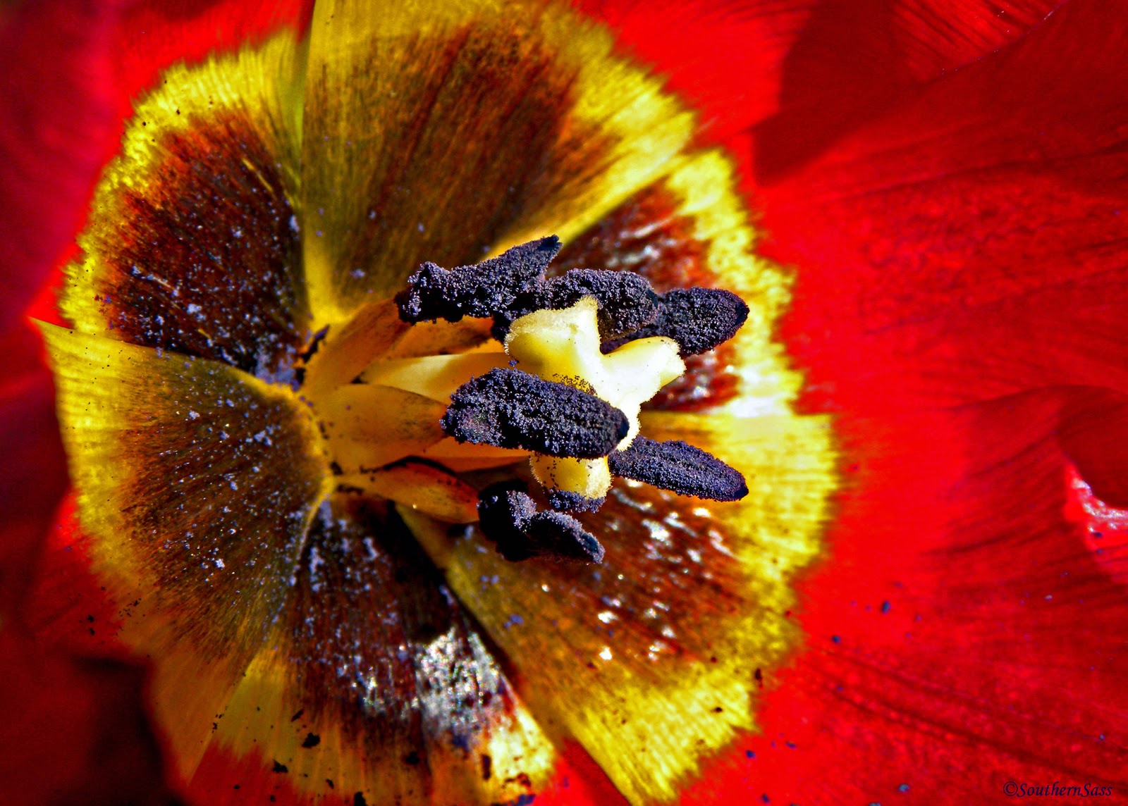 Its a Southern Thing: Inside of a tulip......