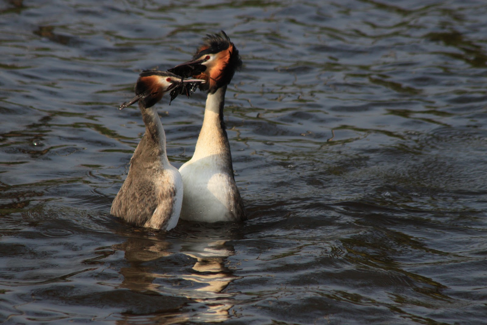 Bets Fotonieuws: Balsende futen