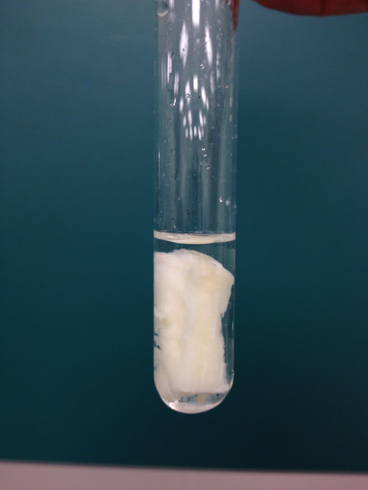 Maryanne S Science Class Ideas Enzyme Activity Lab