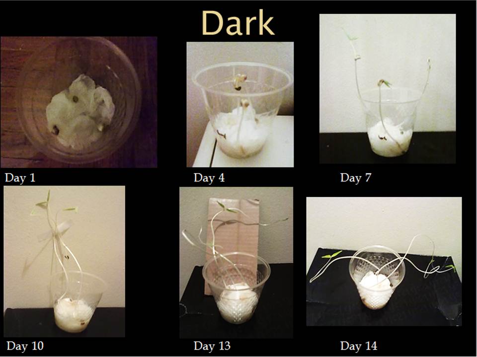 Bitter Sweet Bean Plant Experiment Presentation Sbi3u1