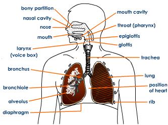 UK-GCSE-Biology: The structure of the gas exchange system