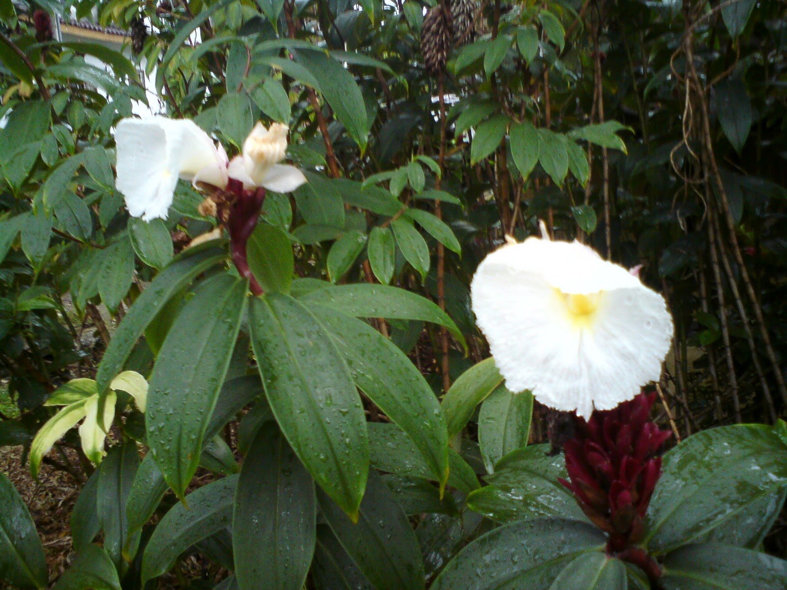 JENIS-JENIS BUNGA: Si Manis Dengan Setawar