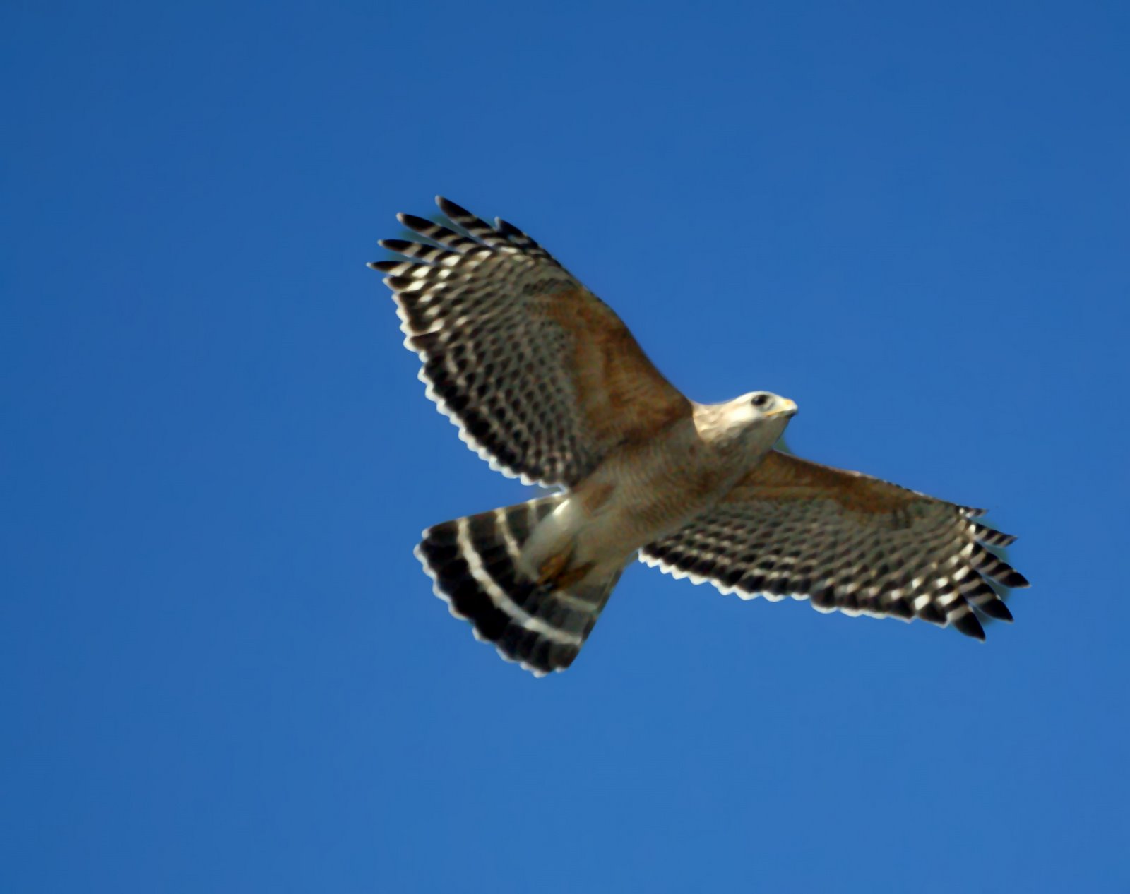 Animals Pictures: Hawk