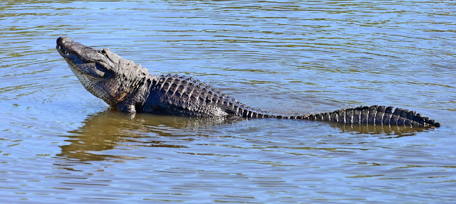 Dina's City Wildlife Adventures: Alligators and birds at Gatorland