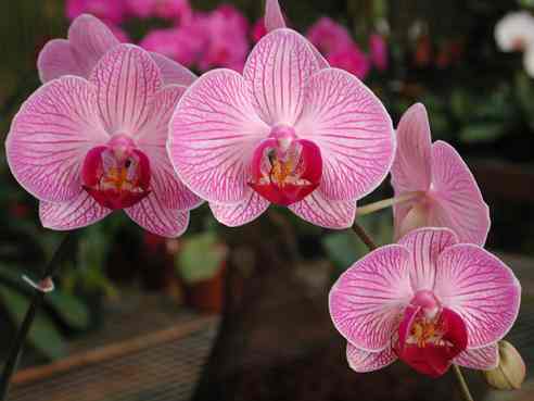 Fiori Piante e Giardini del Mondo: ROMA: MOSTRA DELLE ORCHIDEE IN FIORE