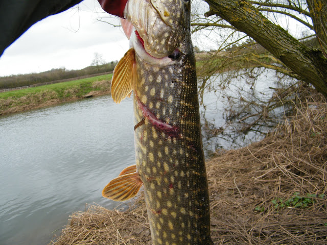 Joe Chatterton's Angling Diary: Not so clever Pike, Warks Avon