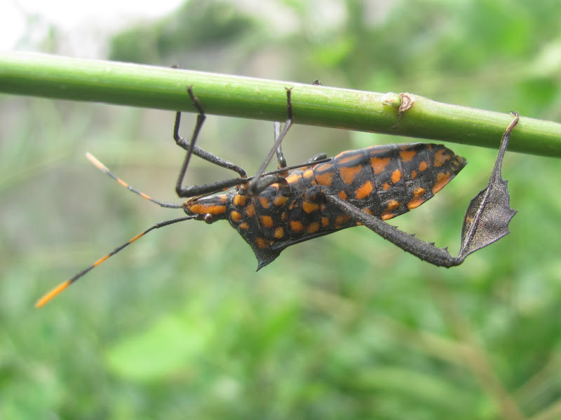 Thailand's insects - Field Herp Forum